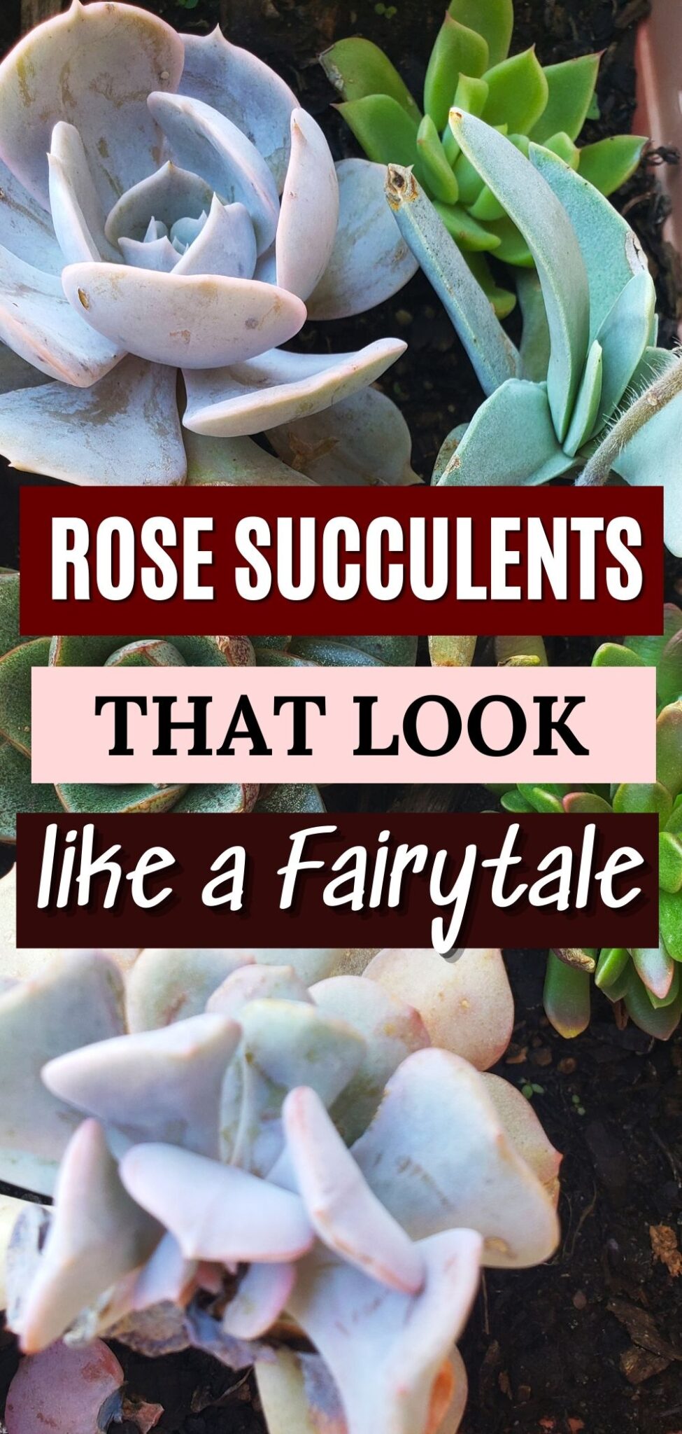 Rose Succulents Are A Thing And They Look Straight Out Of A Fairytale