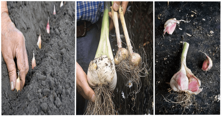 How To Grow A Whole Bulb Of Garlic From A Single Clove
