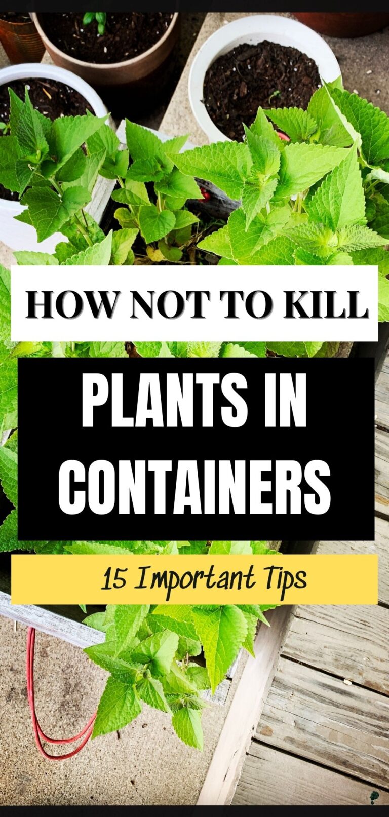 How Not to Kill Plants in Containers – 15 Most Important Things to Know