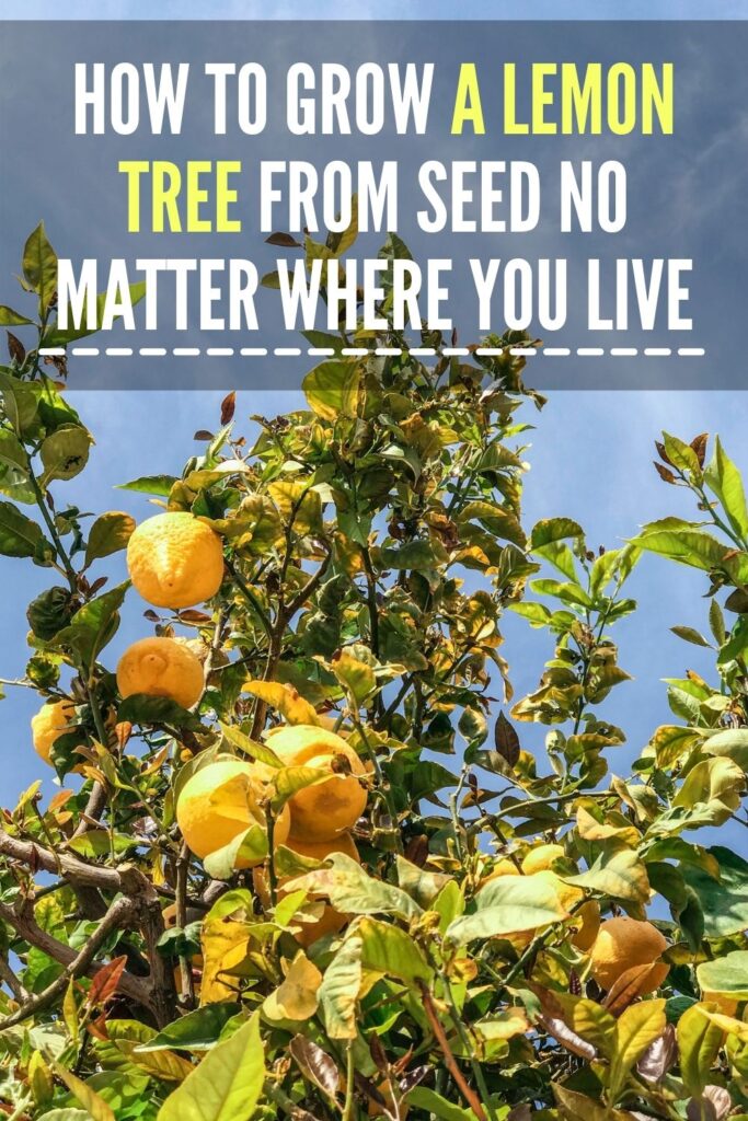 How To Grow A Lemon Tree From Seed No Matter Where You Live