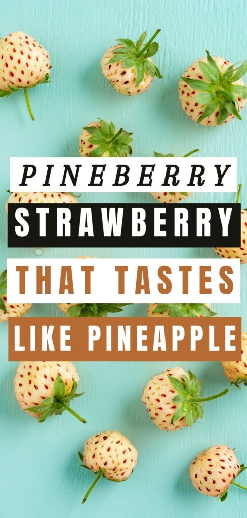 Pineberry: The Strawberry That Tastes Like Pineapple (Easy to Grow It)