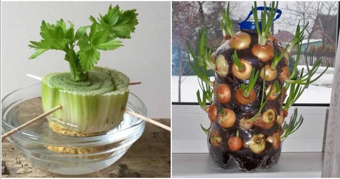 Save Your Scraps People: Here Are 20 Plants You Can Easily Regrow At Home